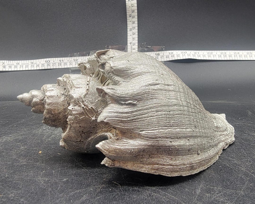 Very Cool Shell - Etsy