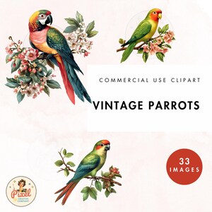 Vintage Parrots Clipart Graphics | Parrot PNG | Vintage Retro Bird PNG ...