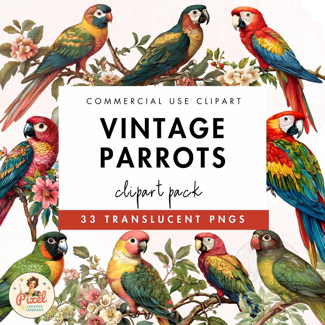 Vintage Parrots Clipart Graphics | Parrot PNG | Vintage Retro Bird PNG ...