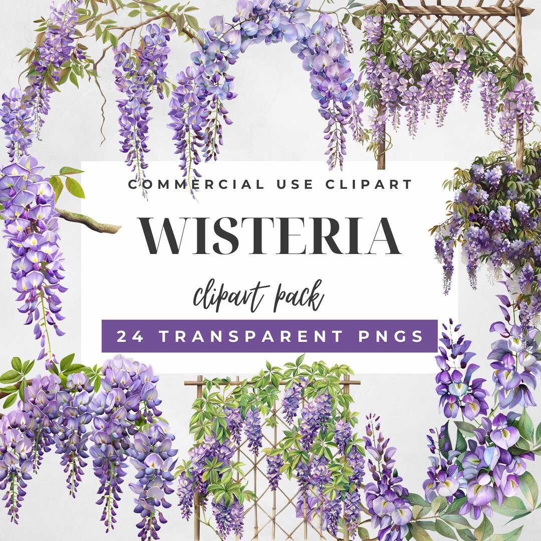 Wisteria Watercolor Clipart, Wisteria Flowers Graphics, Purple Flowers ...