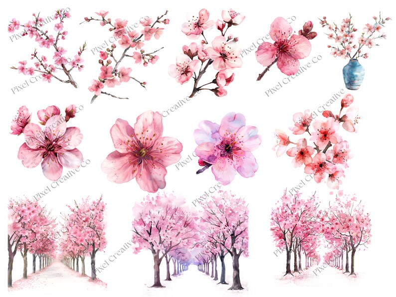 Watercolor Cherry Blossom Clipart, Japanese Cherry Blossom Branches and ...