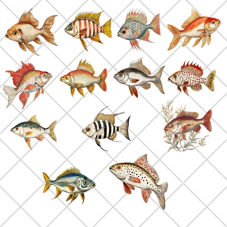 Vintage Fish Clipart Graphic Illustrations Historical Fish Clip Art ...