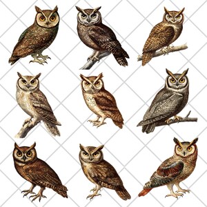 Owls Vintage Clipart Graphic Illustrations | Vintage Animal Art for ...