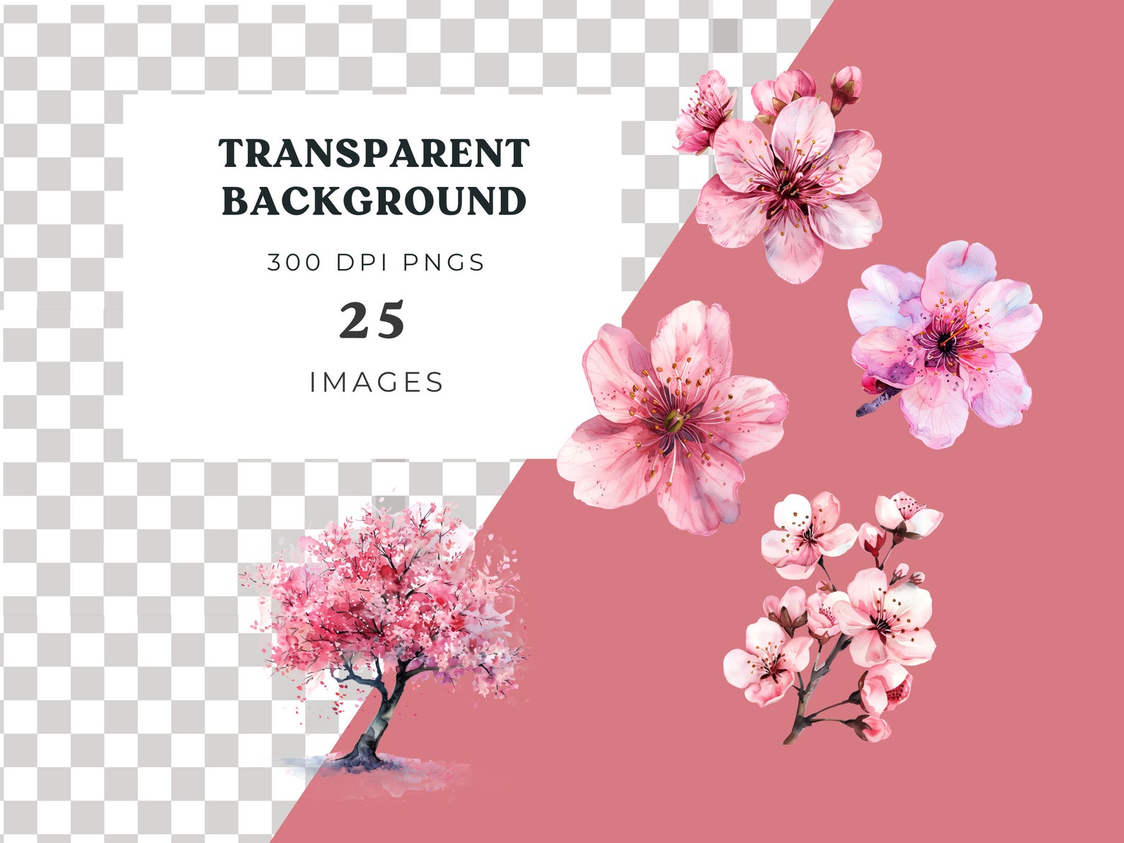 Watercolor Cherry Blossom Clipart, Japanese Cherry Blossom Branches and ...
