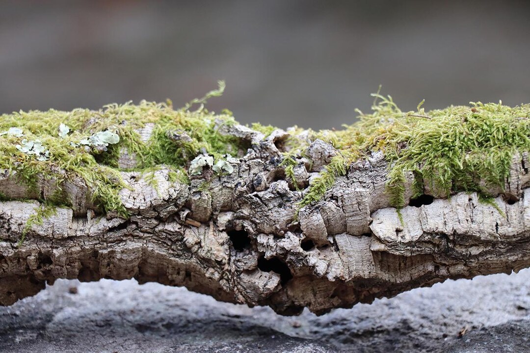 VIRGIN CORK BARK Tube / Cork / Natural Cork / Raw Cork / Terrarium ...