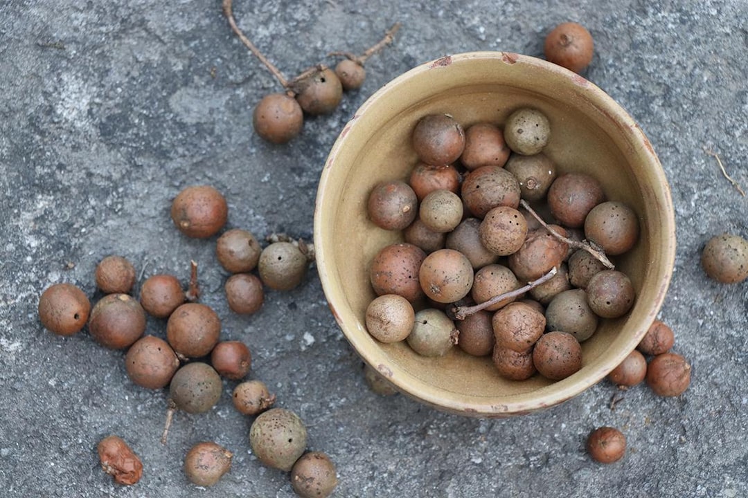 OAK GALLS Small Size / Natural Dyeing / Natural Tannin / Oak Gall ...