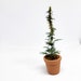 Miniature 12th Scale Cannabis Plant - Etsy