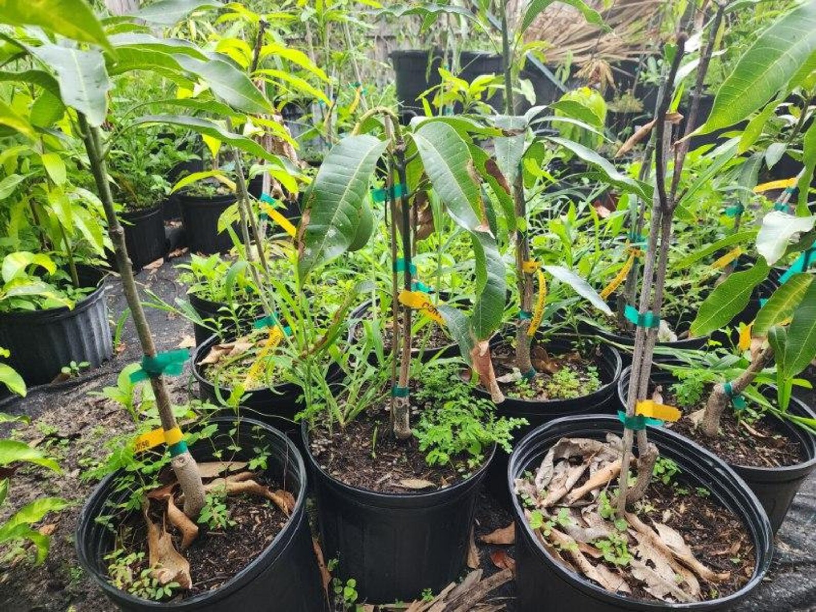 Karen Michelle Mango Tree 3gal FREE SHIPPING - Etsy