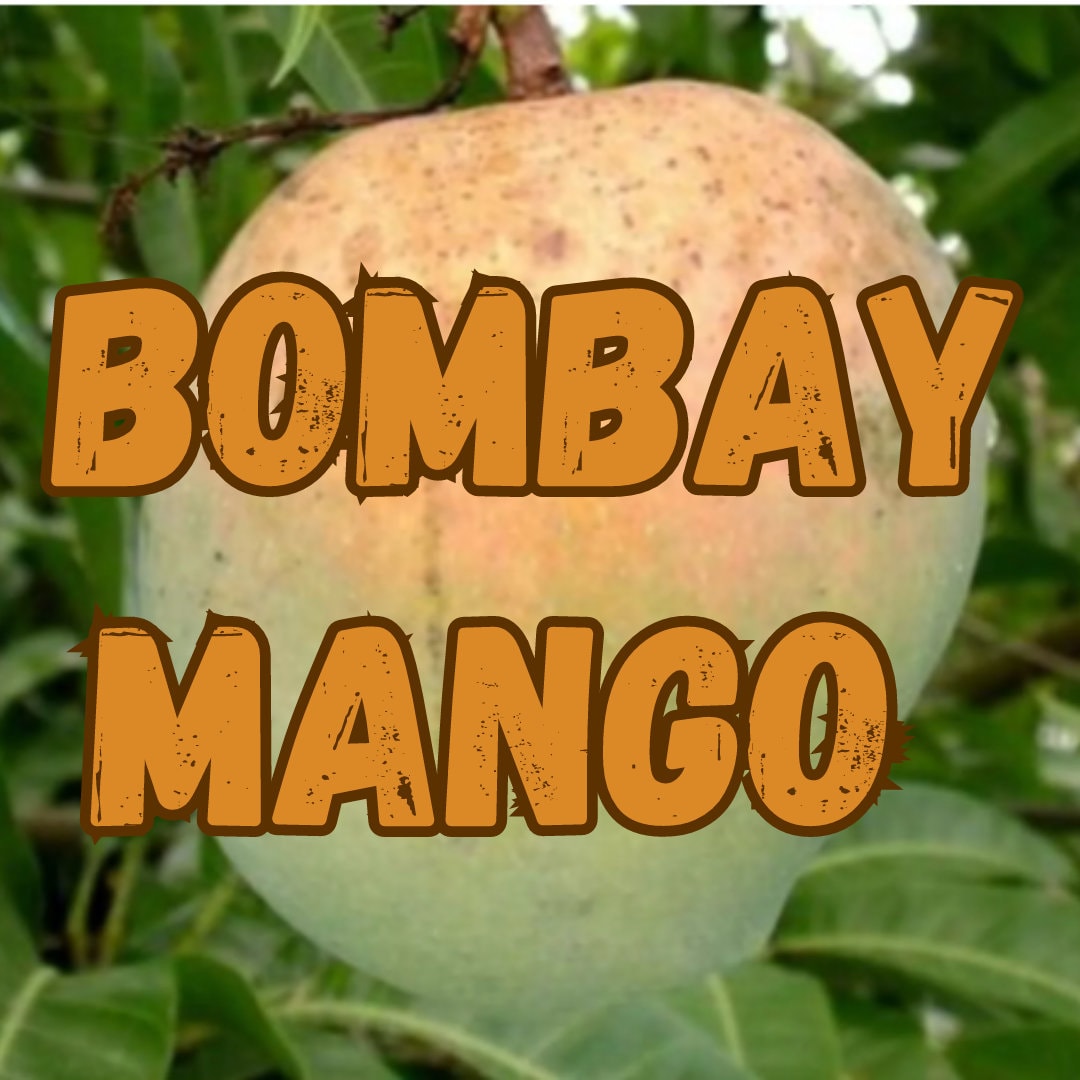 Bombay Mango Tree 3gal FREE SHIPPING - Etsy