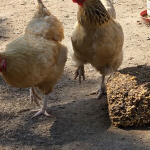 Large Functional Chicken Nesting Box Wall or Floor Mount Cabinet Made ...