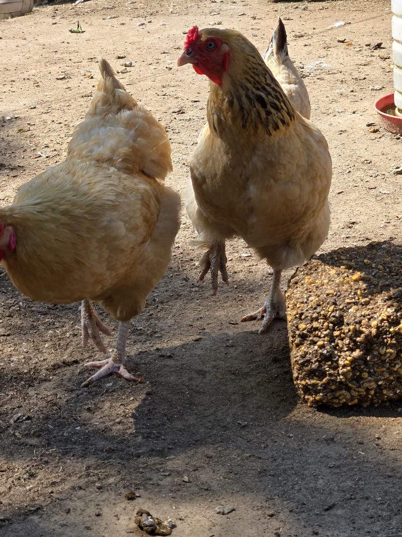 Large Functional Chicken Nesting Box Wall or Floor Mount Cabinet Made ...