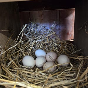 Large Functional Chicken Nesting Box Wall or Floor Mount Cabinet Made ...