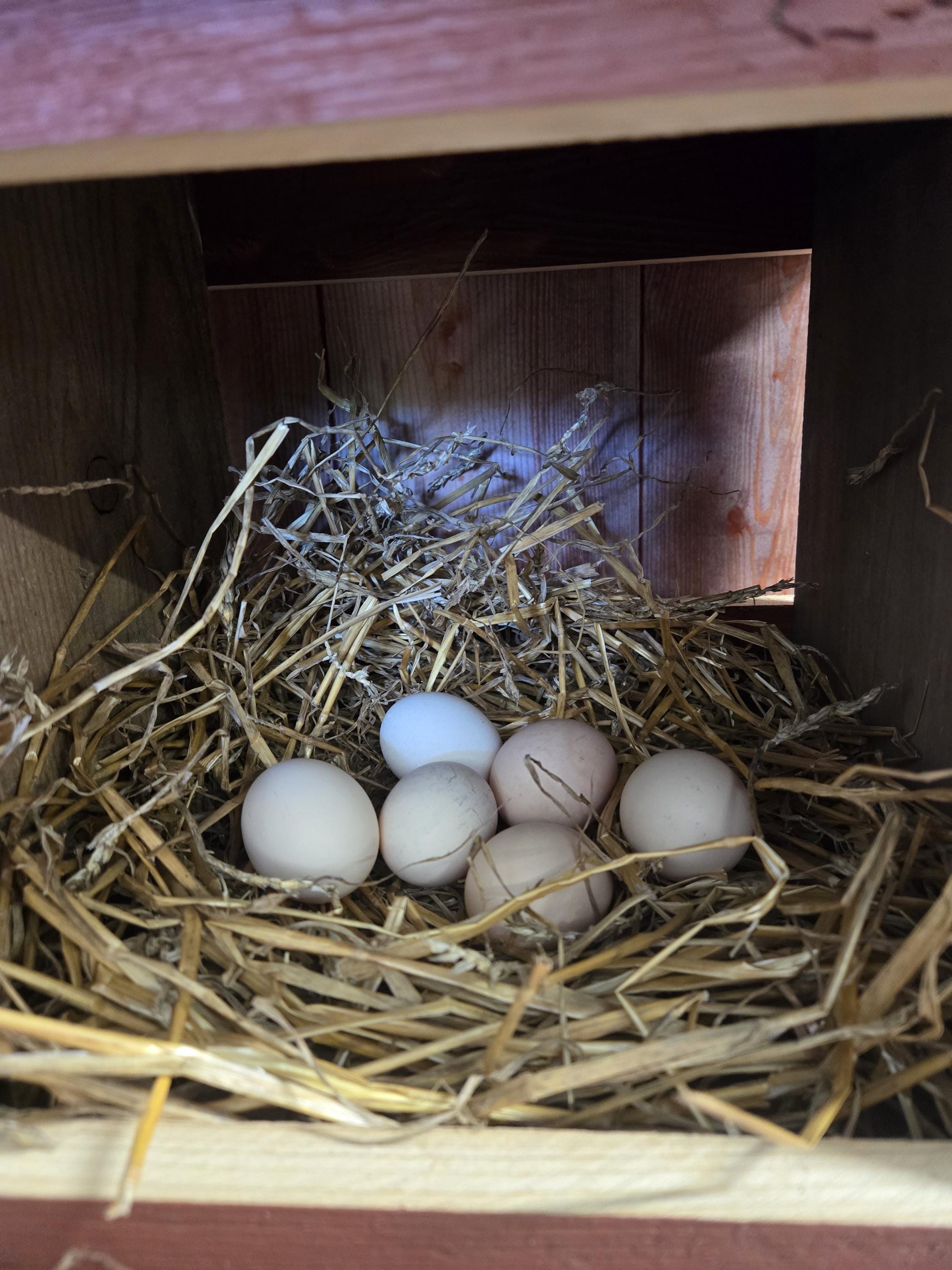 Large Functional Chicken Nesting Box Wall or Floor Mount Cabinet Made ...