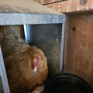 Large Functional Chicken Nesting Box Wall or Floor Mount Cabinet Made ...