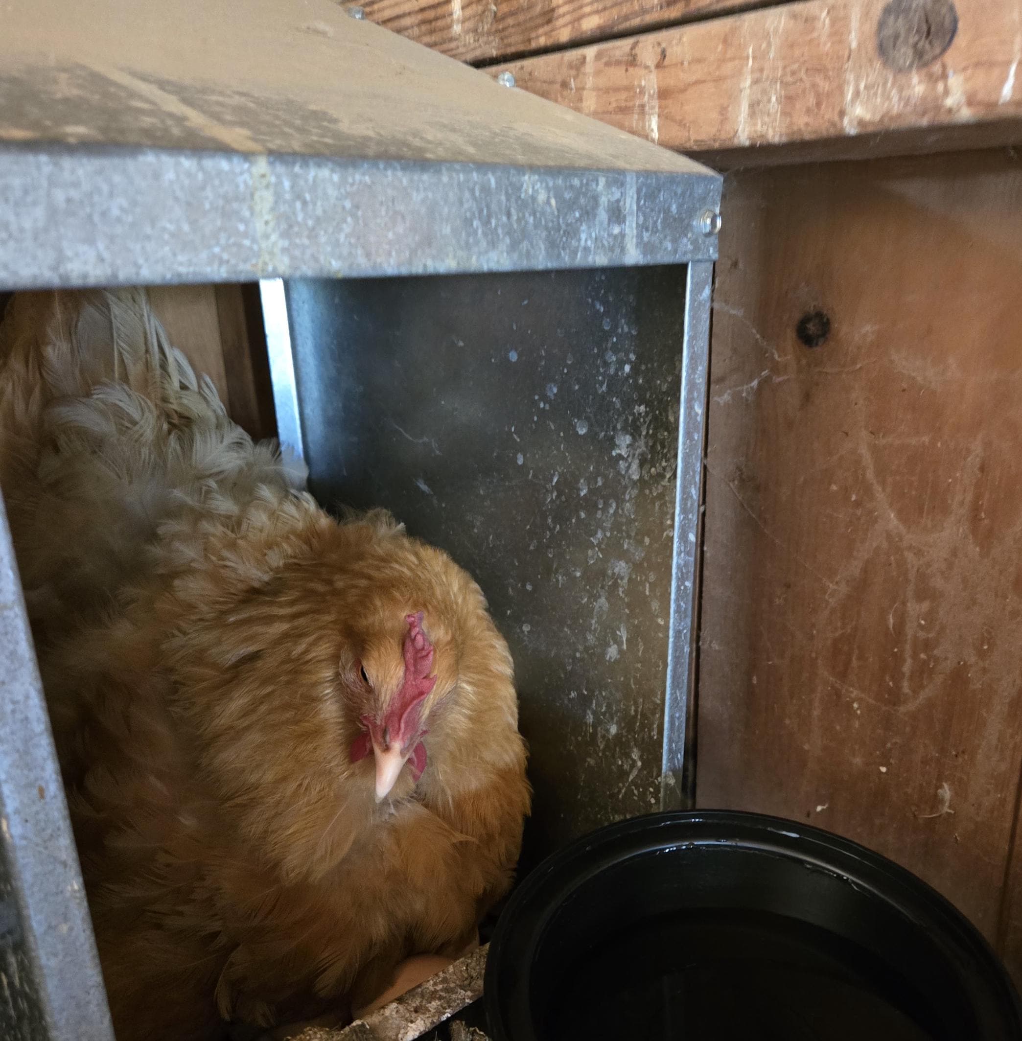Large Functional Chicken Nesting Box Wall or Floor Mount Cabinet Made ...