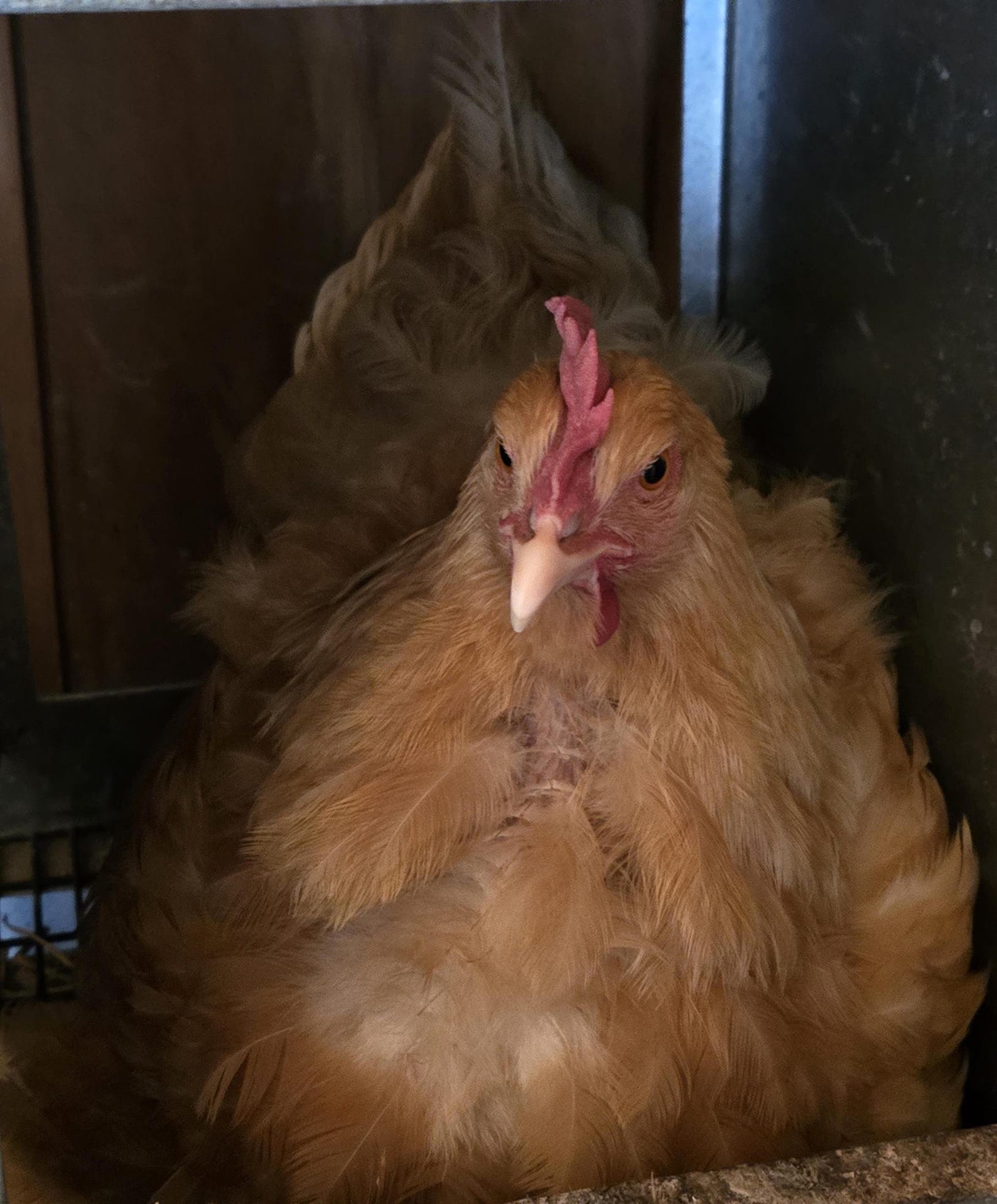 Large Functional Chicken Nesting Box Wall or Floor Mount Cabinet Made ...