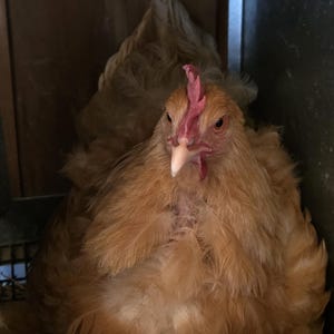 Large Functional Chicken Nesting Box Wall or Floor Mount Cabinet Made ...