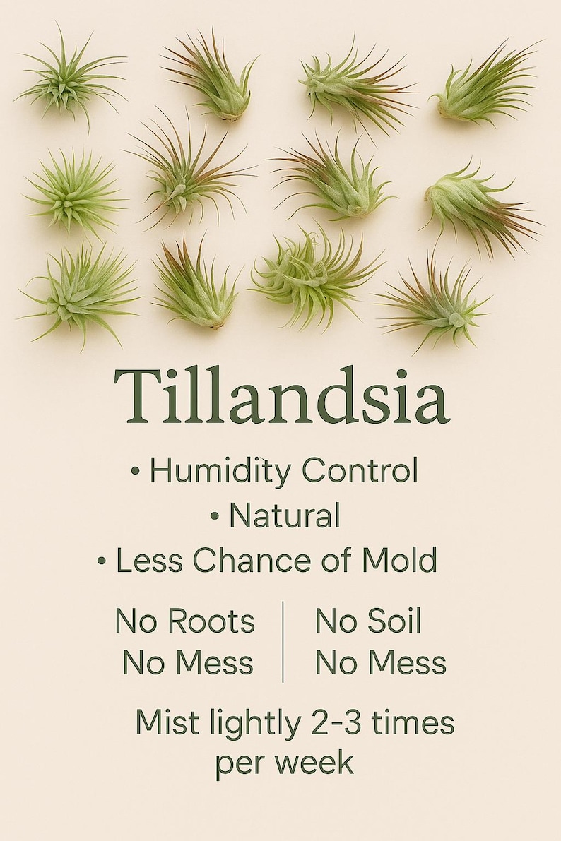 SIMPLE Starter Bundle | Jumping Spiders & Other Tiny Pets| Super Low ...