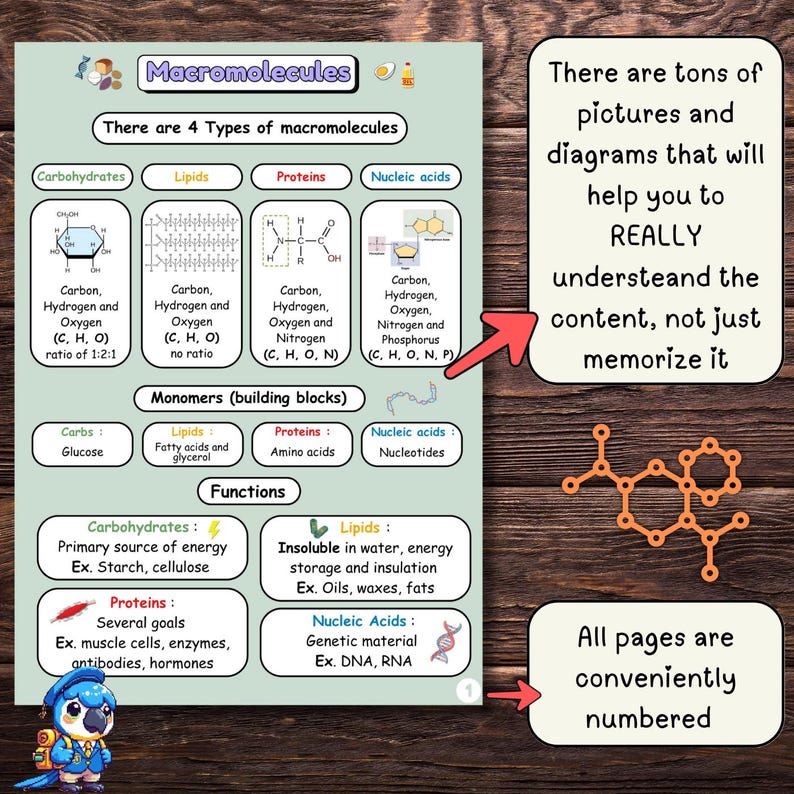Macromolecules Biology Study Guide: Printable Notes (A4 & 8.5x11in) - Etsy