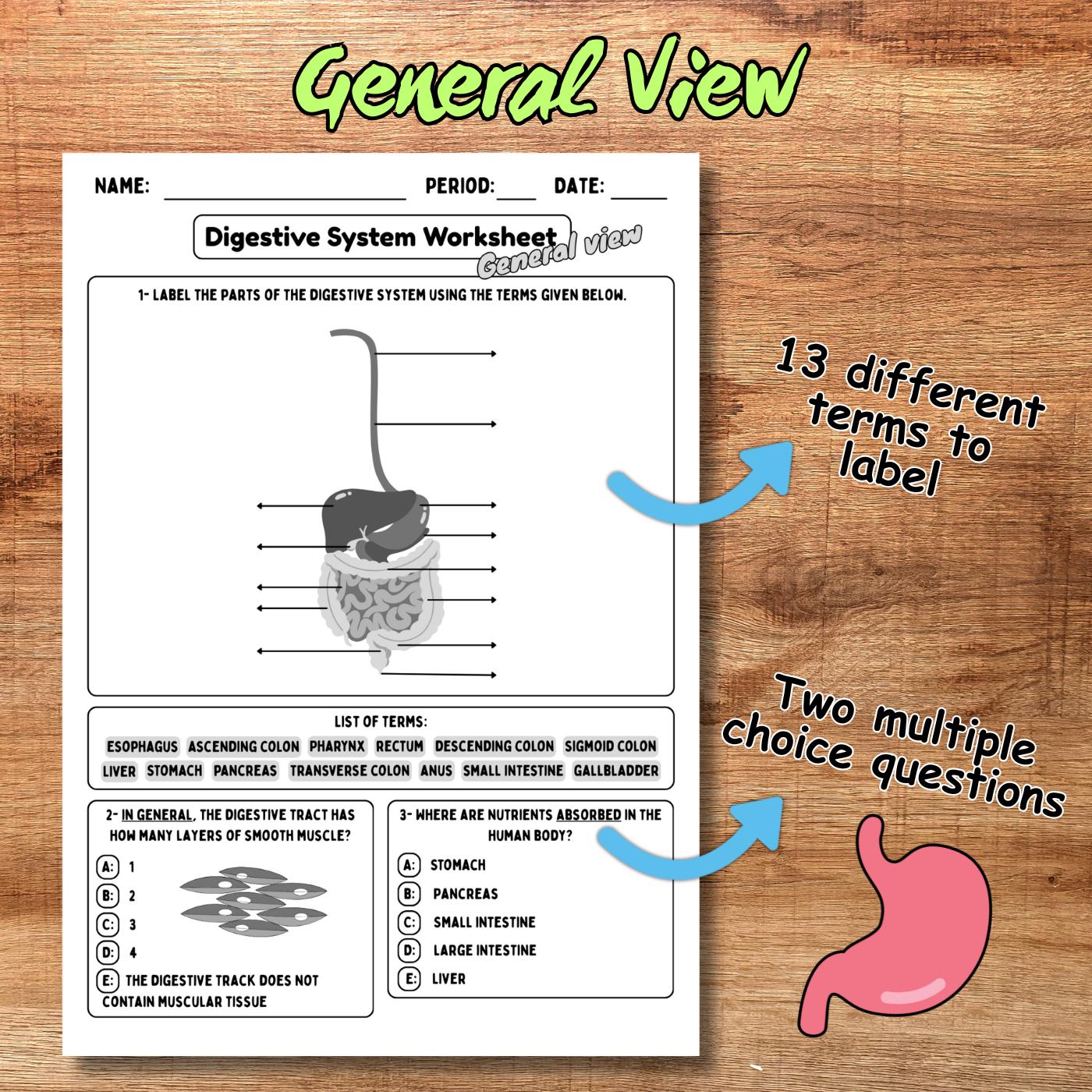 Digestive System Labeling Sheets Bundle | Printable Human Anatomy ...