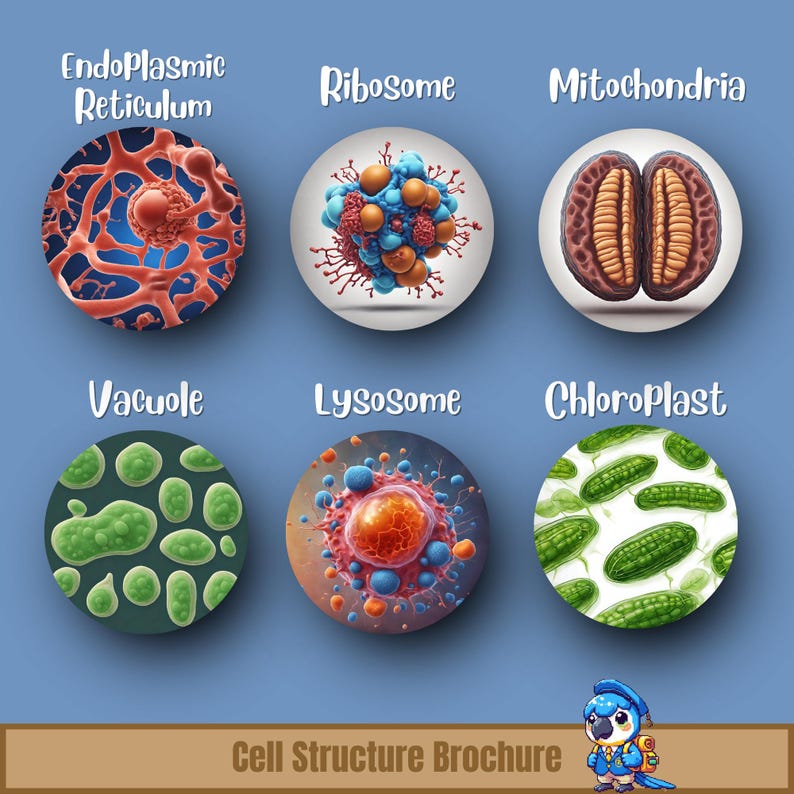 Cell Structure Brochure: Printable Biology Pamphlet, Science Organelles ...