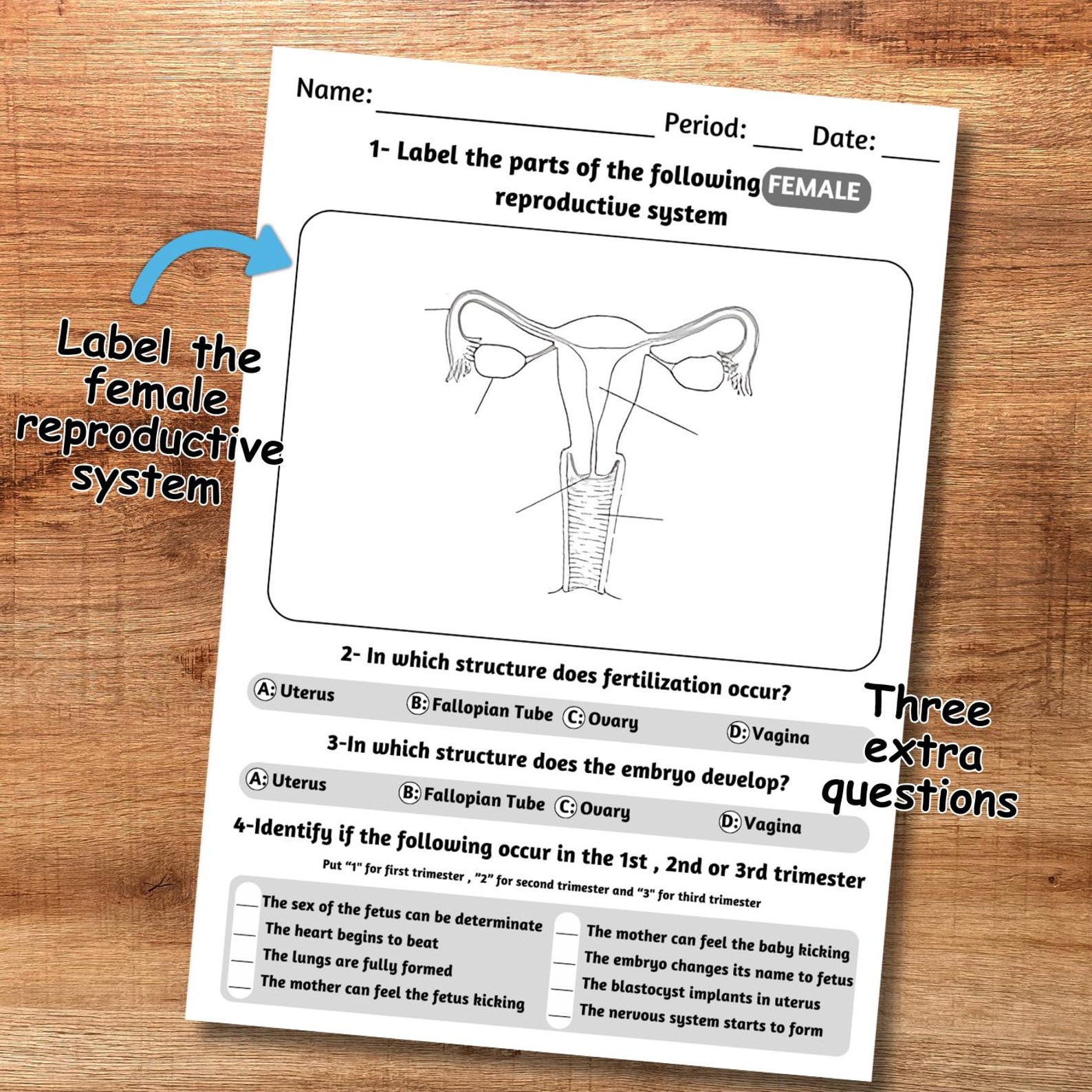 Female Reproductive System Worksheet | Biology Labeling Activity (A4 ...