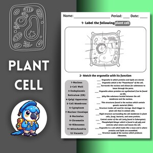 Digital Cell Labeling Sheet- Eukaryotic and Prokaryotic Cell Multiple ...