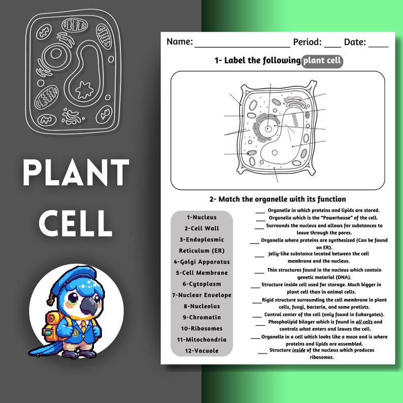 Digital Cell Labeling Sheet- Eukaryotic and Prokaryotic Cell Multiple ...