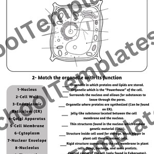 Digital Cell Labeling Sheet- Eukaryotic and Prokaryotic Cell Multiple ...