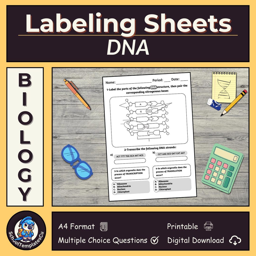DNA Labeling Worksheet: Printable Biology Homework With Multiple Choice ...