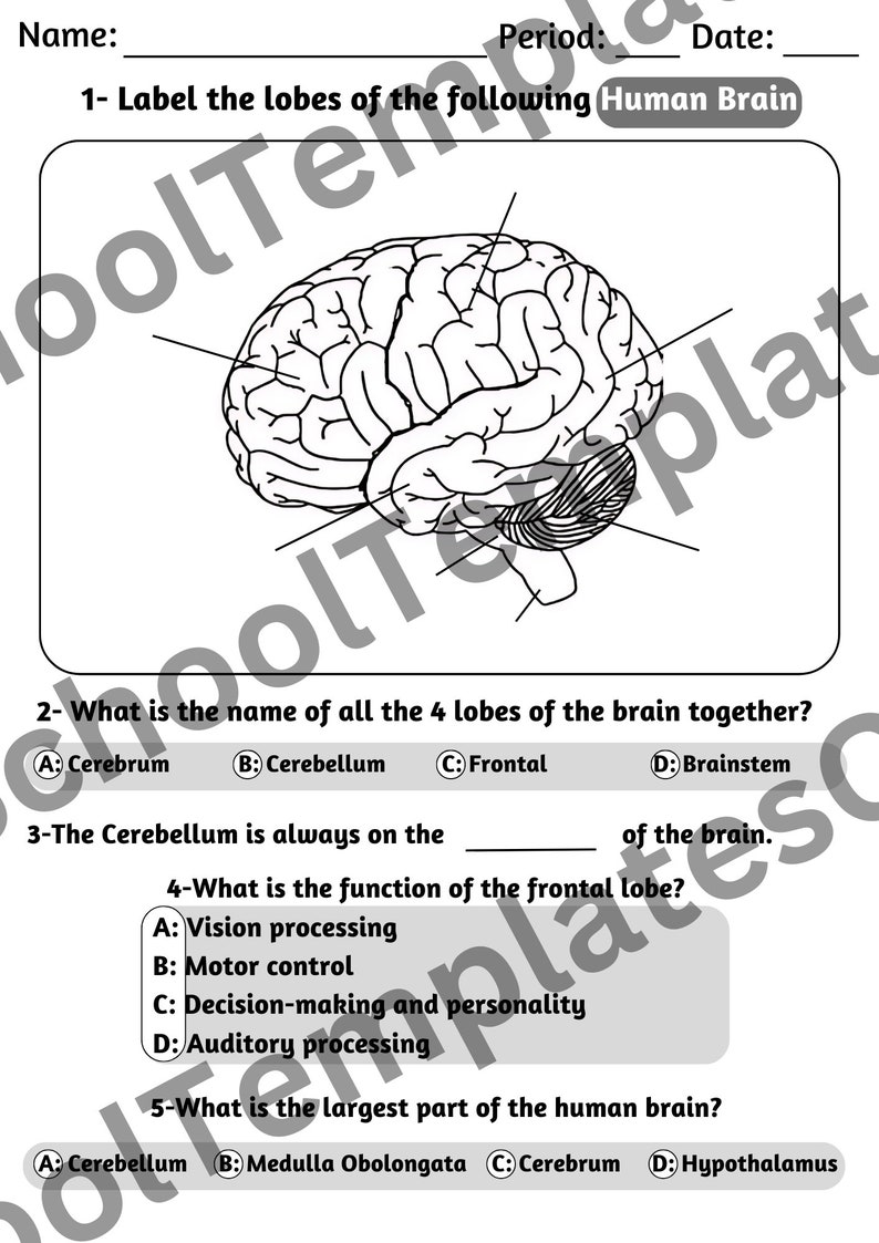 Digital Human Brain Labeling Sheet - Printable A4 Biology Worksheet ...