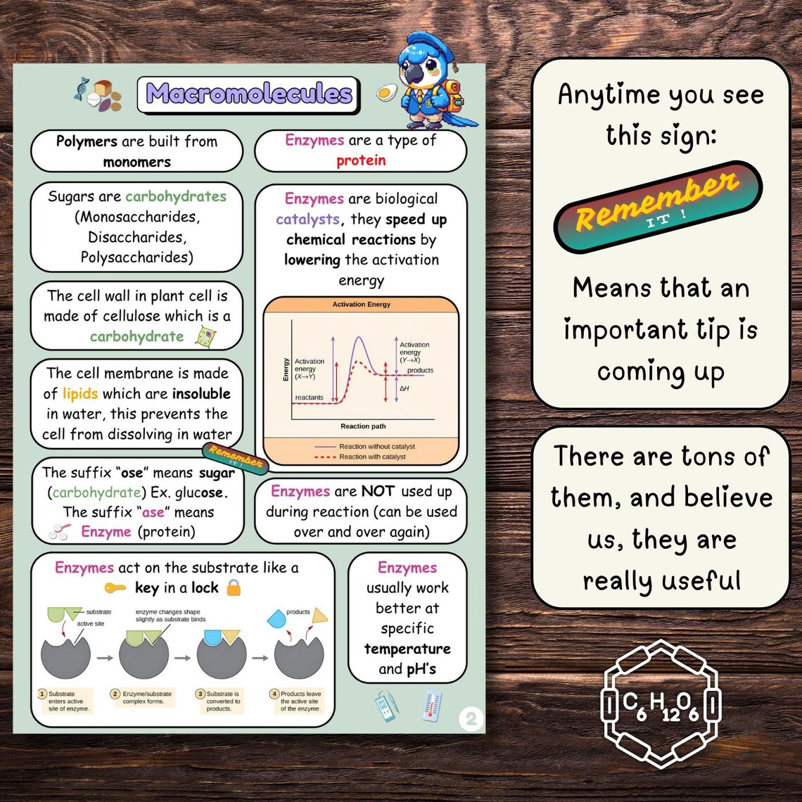 Macromolecules Biology Study Guide: Printable Notes (A4 & 8.5x11in) - Etsy