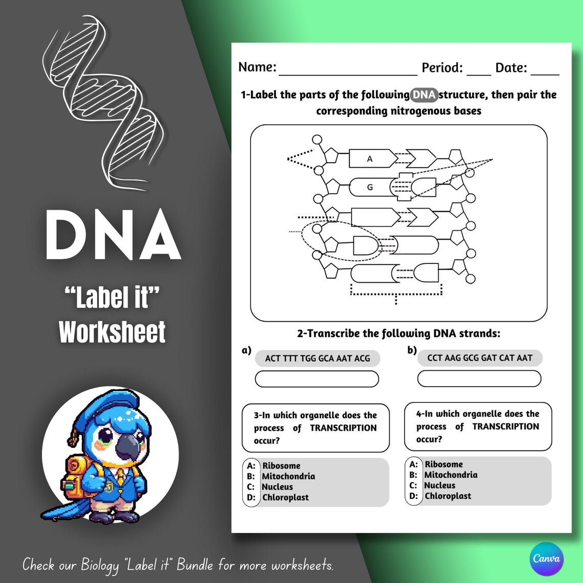 Digital DNA Labeling Sheet A4 Printable Biology Worksheet Multiple ...