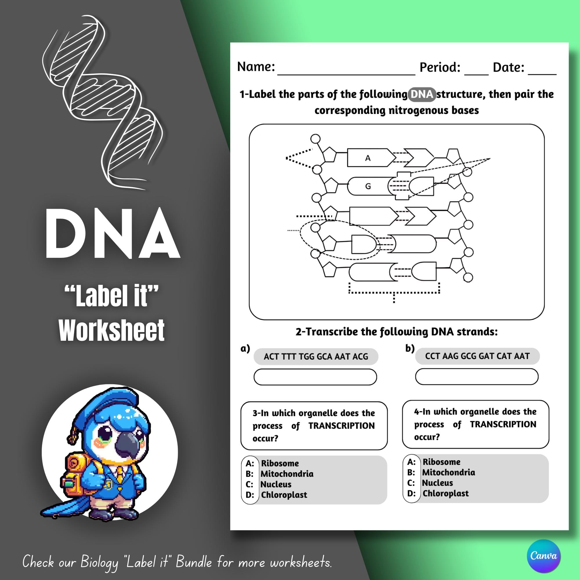 Hoja De Trabajo De Etiquetado De La Estructura Del Adn