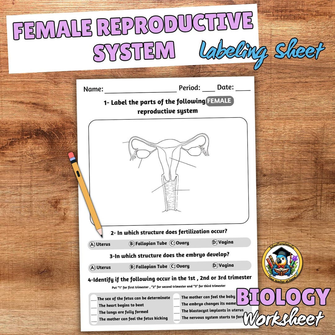 Female Reproductive System Worksheet | Biology Labeling Activity (A4 ...