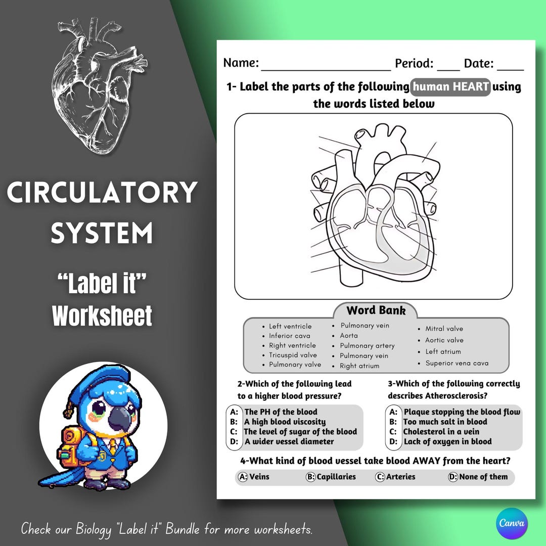 Digital Circulatory System Labeling Sheet - Human Heart A4 Worksheet ...