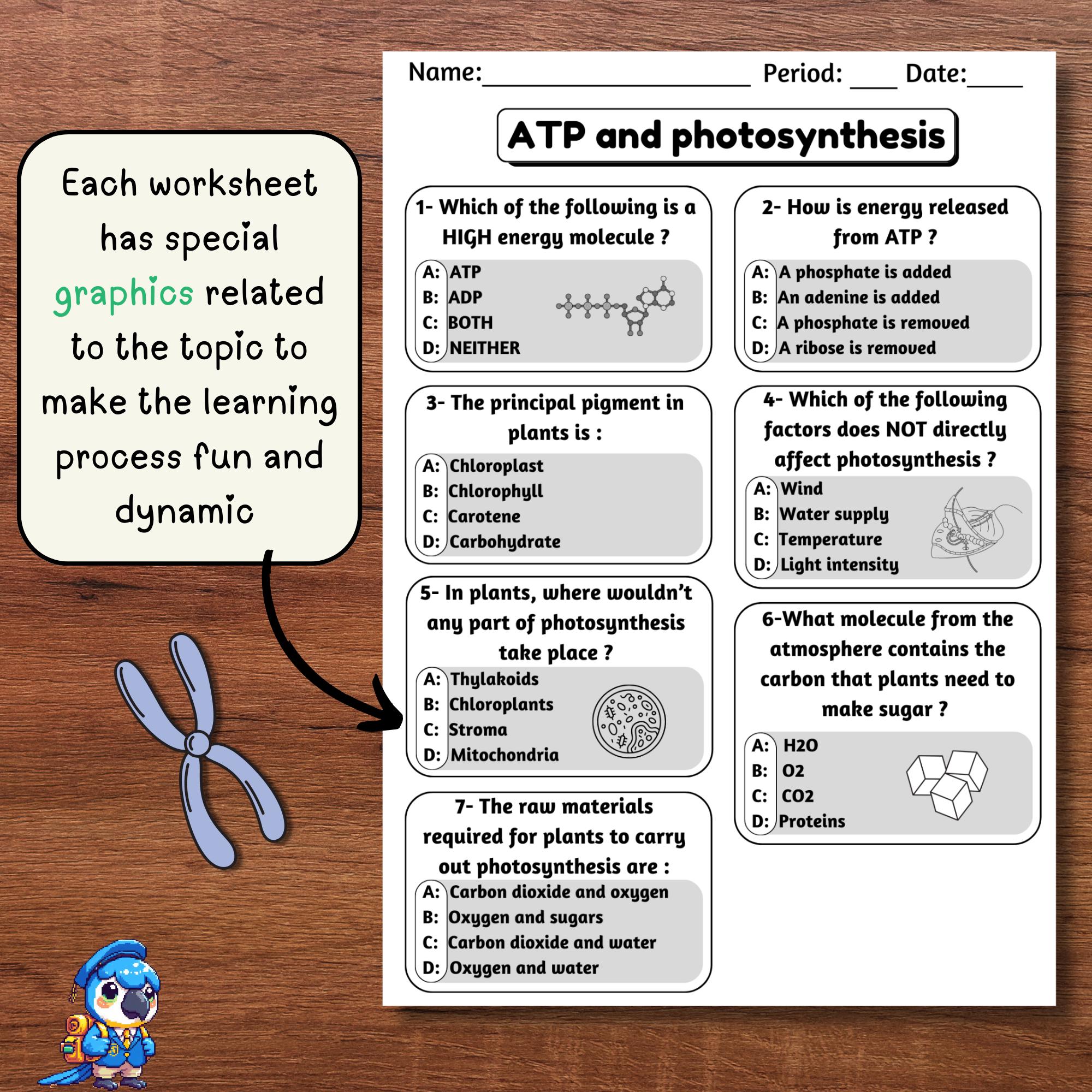 Biology Worksheets: A4 Printable Multiple Choice Questions (PDF ...