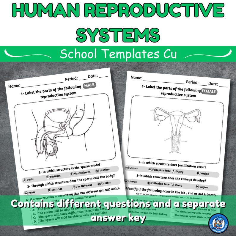 Reproductive System Labeling Worksheet: Biology Assignment With Answer ...