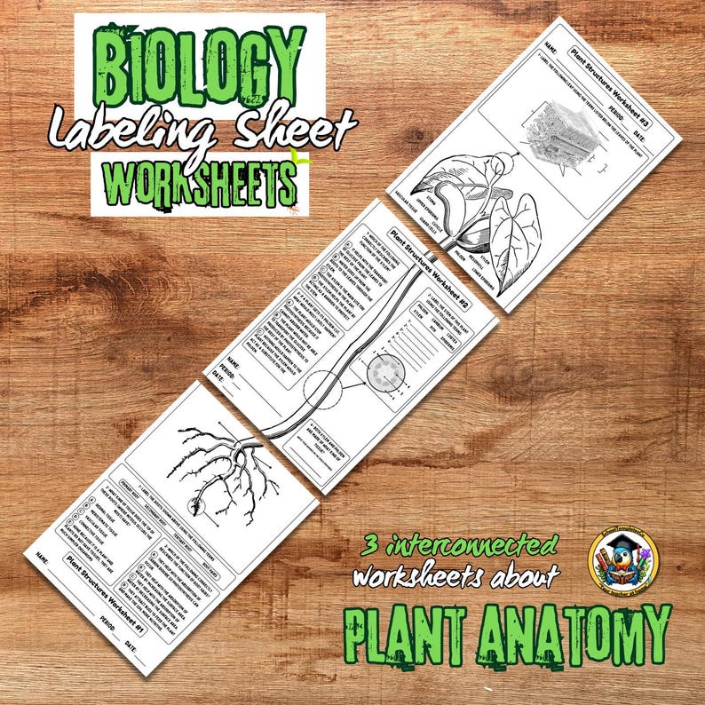Plants Anatomy Interconnected Worksheets | Printable Plants Structures ...
