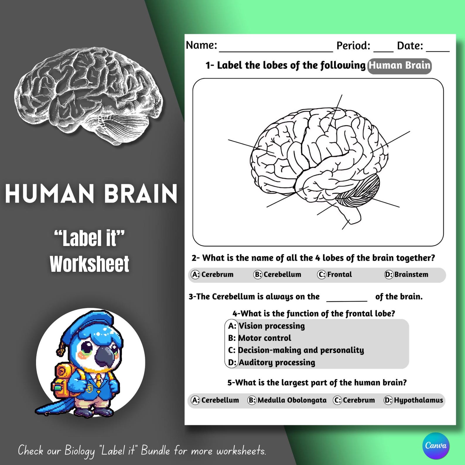 Digital Human Brain Labeling Sheet - Printable A4 Biology Worksheet ...