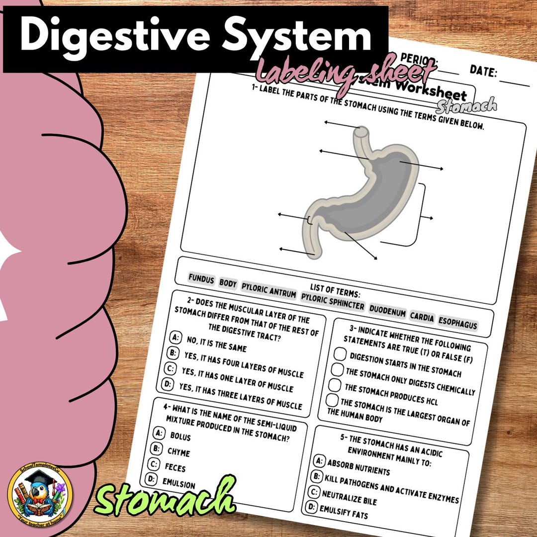 Human Stomach Worksheet | Printable Digestive System Labeling Sheet ...