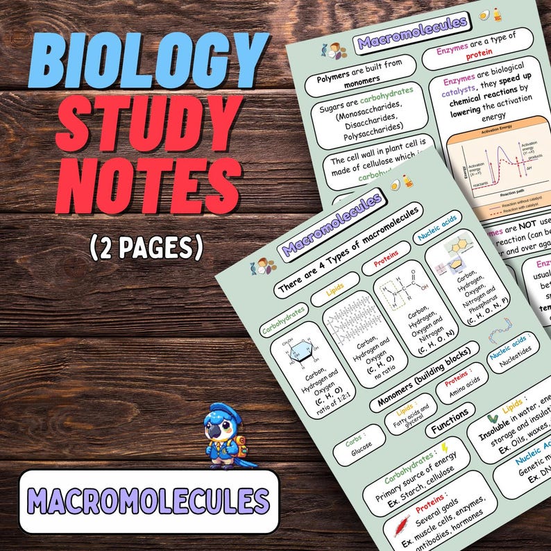 Macromolecules Biology Study Guide: Printable Notes (A4 & 8.5x11in) - Etsy