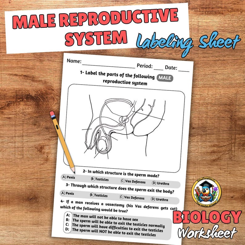 Male Reproductive System Labeling Sheet | Human Biology Worksheet With ...