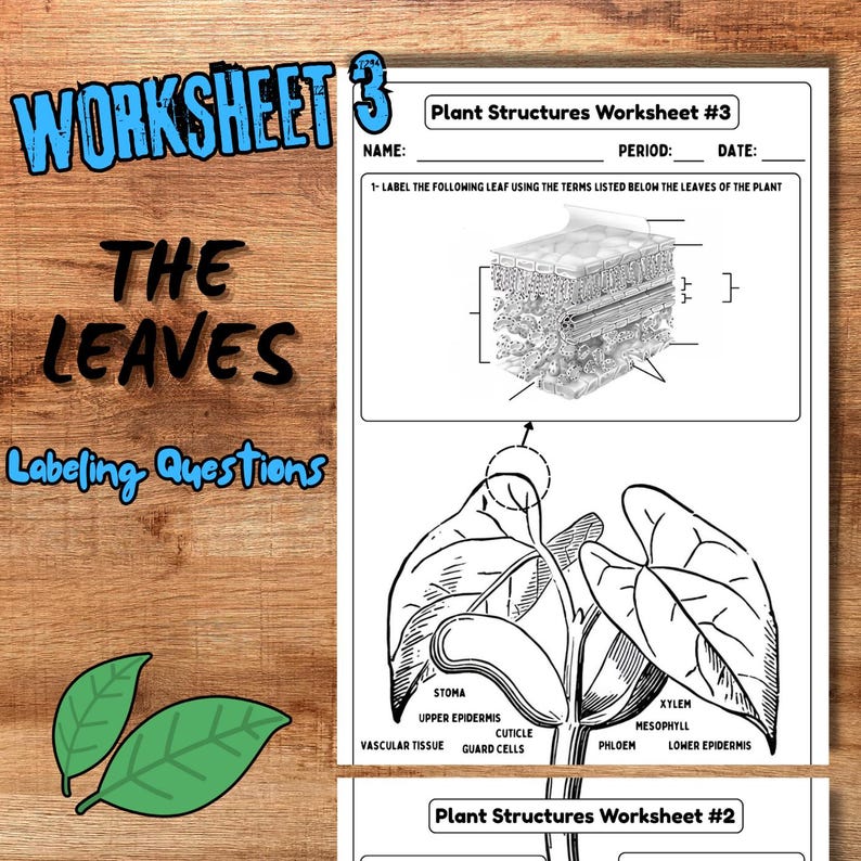 Plants Anatomy Interconnected Worksheets | Printable Plants Structures ...