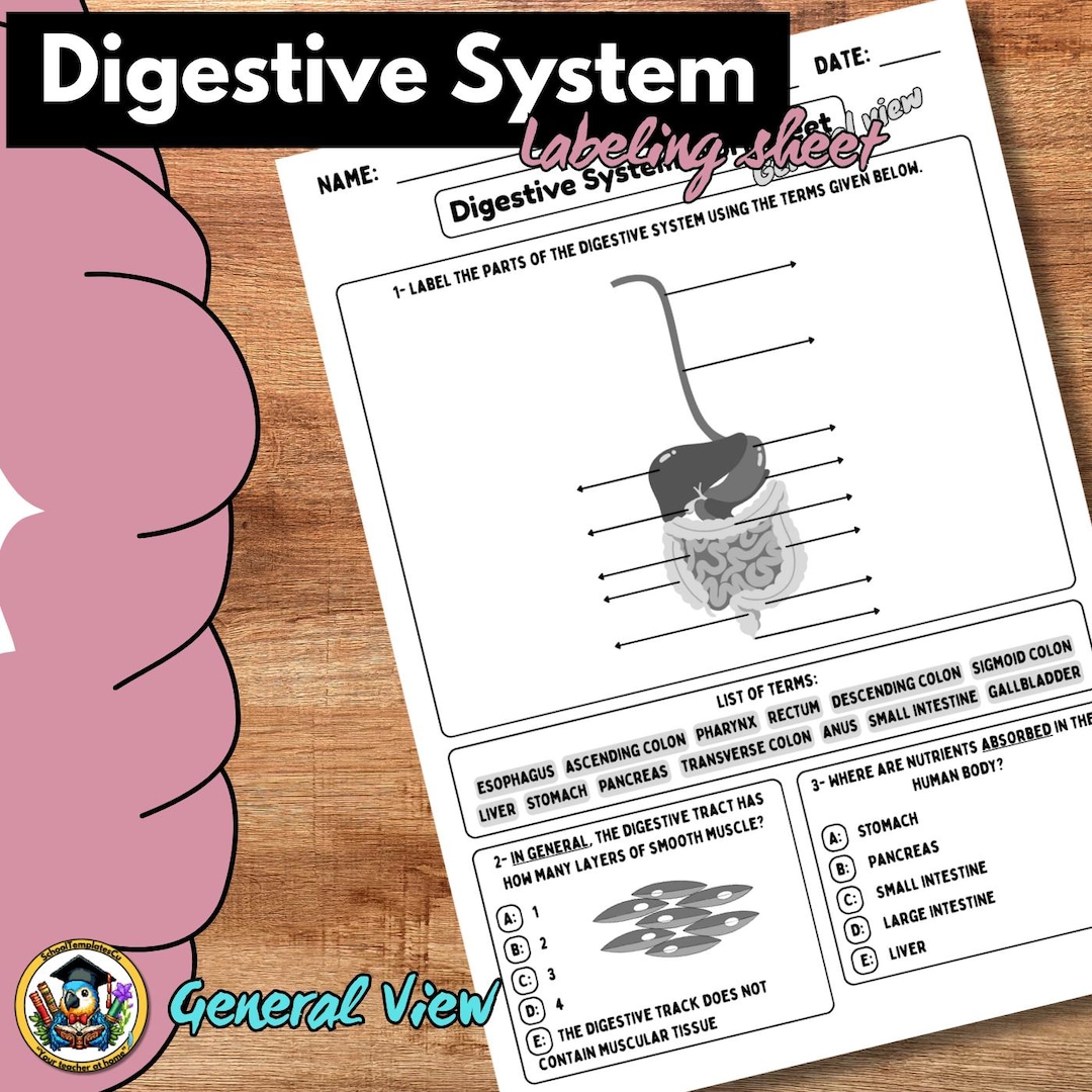 Digestive System General View Worksheet | Printable Biology Labeling ...