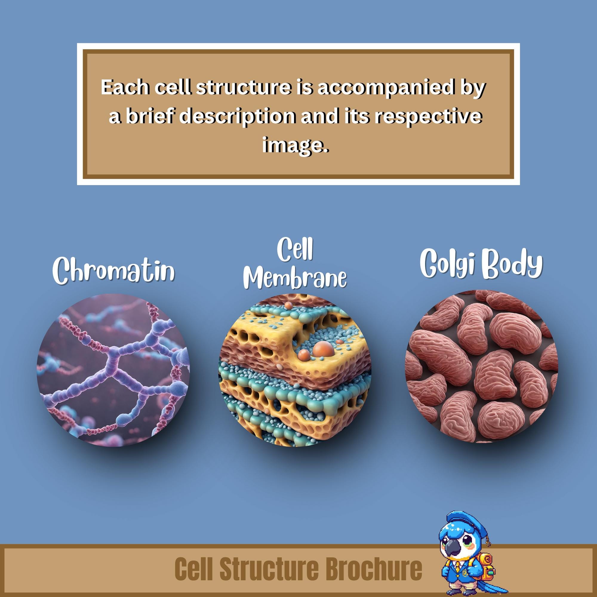 Cell Structure Brochure: Printable Biology Pamphlet, Science Organelles ...