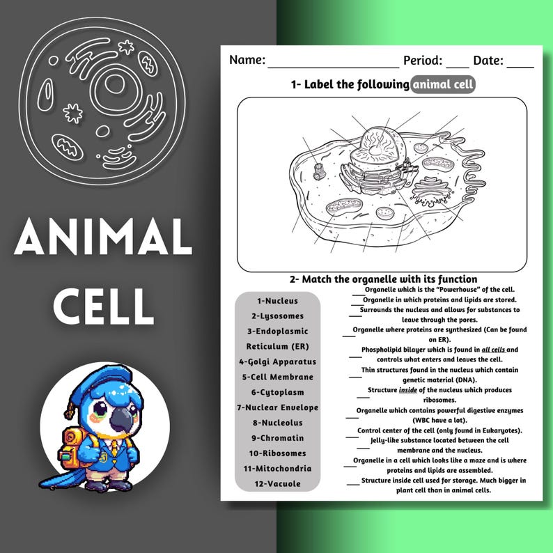 Digital Cell Labeling Sheet- Eukaryotic and Prokaryotic Cell Multiple ...