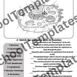 Digital Cell Labeling Sheet- Eukaryotic and Prokaryotic Cell Multiple ...