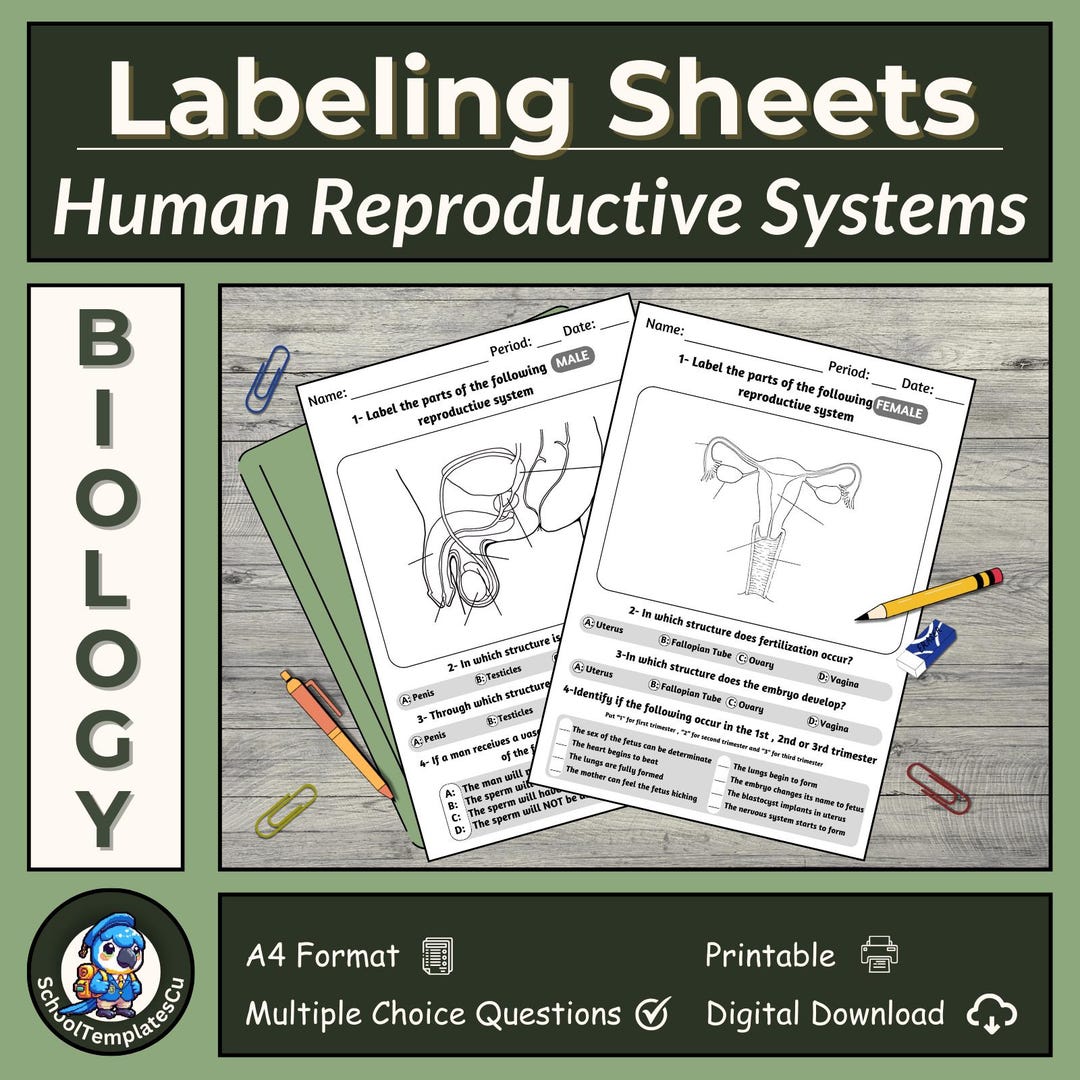 Reproductive System Labeling Worksheet: Biology Assignment With Answer ...