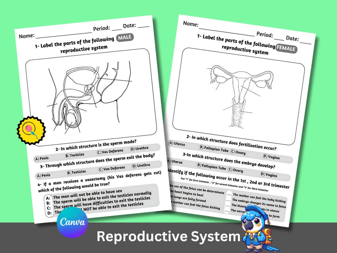 Digital Reproductive System Labeling Sheet A4 Printable Biology ...